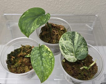 Scindapsus Silver Satin Variegated - Etsy