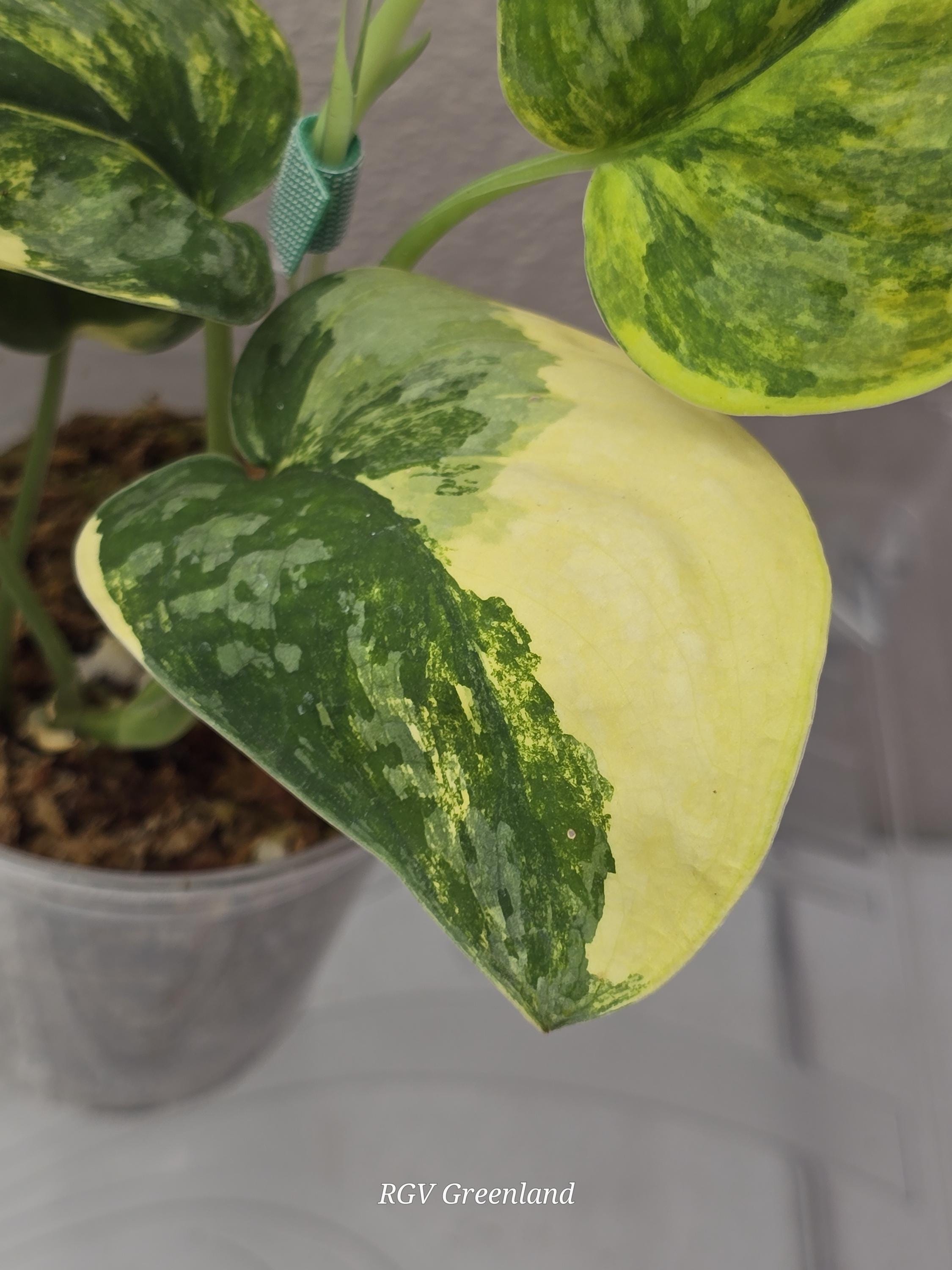 Scindapsus Exotica Aurea Variegated swarnabhumi - Etsy