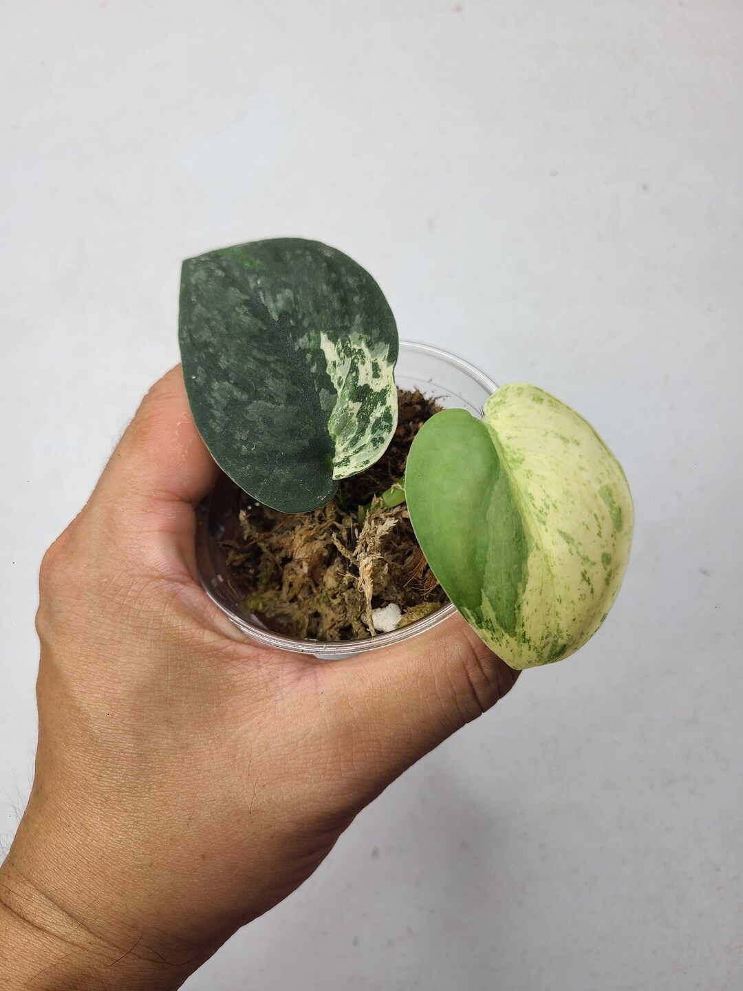 Scindapsus Dark Splash Variegated - Etsy