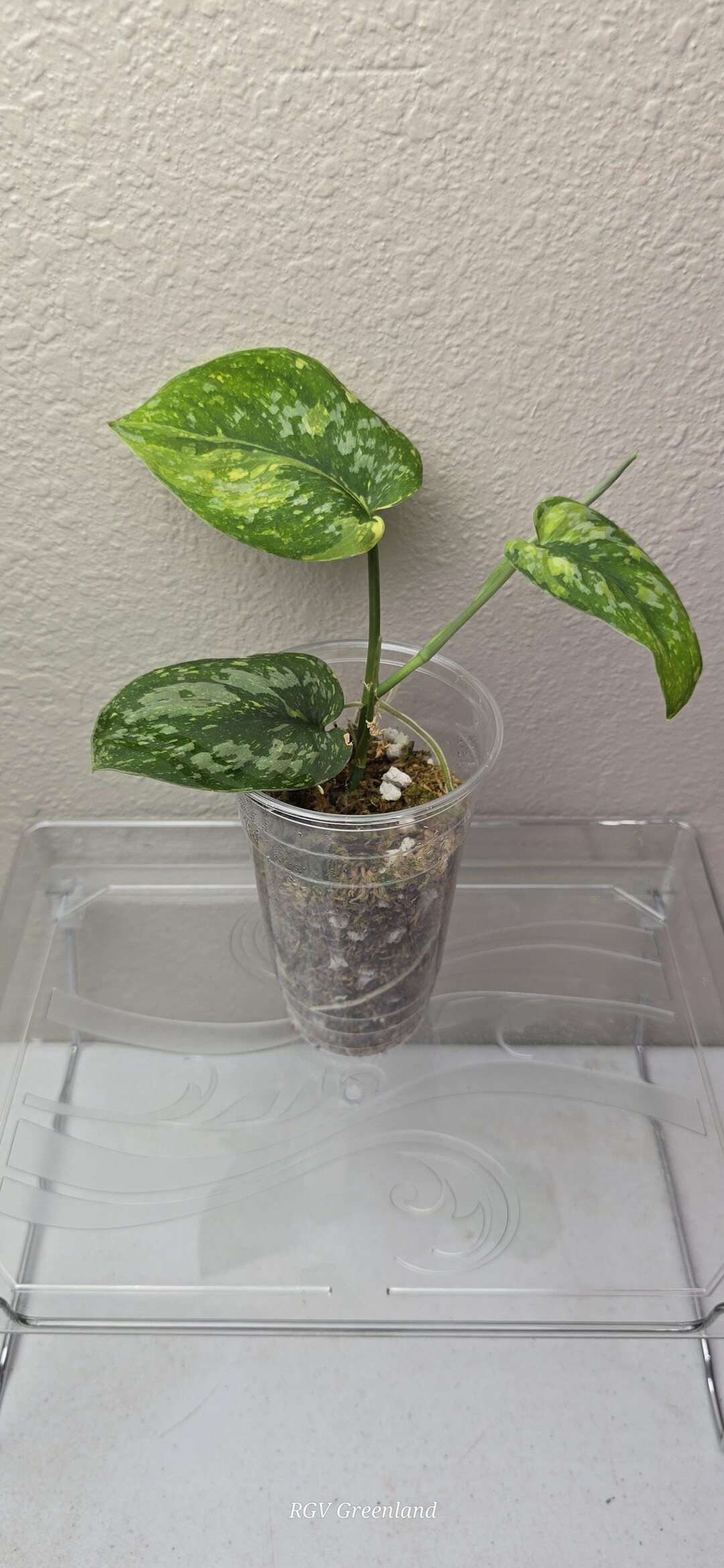 Scindapsus Baticon - Etsy