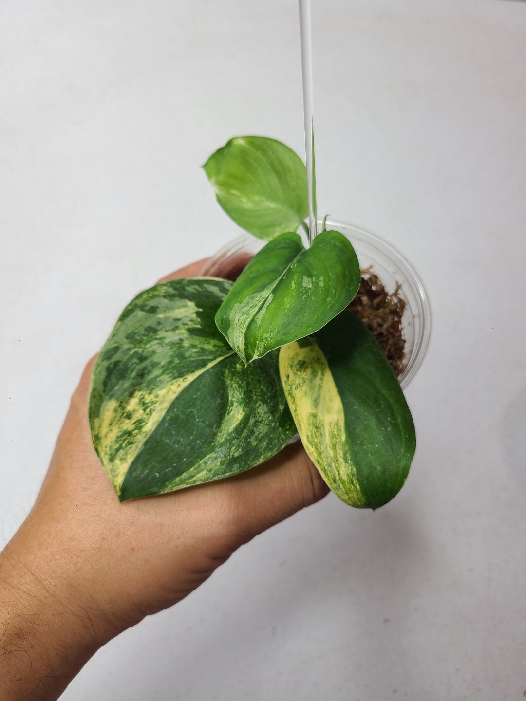 Scindapsus Jade Satin Variegated aurea - Etsy