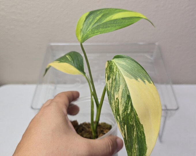 Scindapsus Officinalis Aurea - Etsy