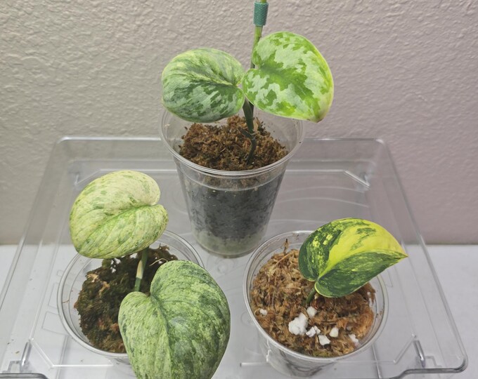 Scindapsus Bundle | Halimoon + Jade Satin Variegated + Bakudapati - Etsy