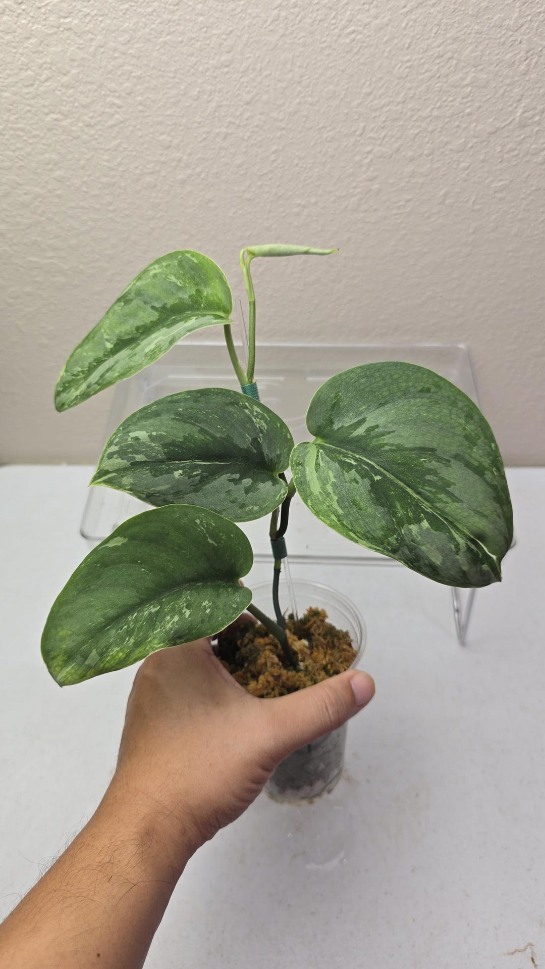 Scindapsus Silver Knight Variant "silver Line" | Rare Find - Etsy