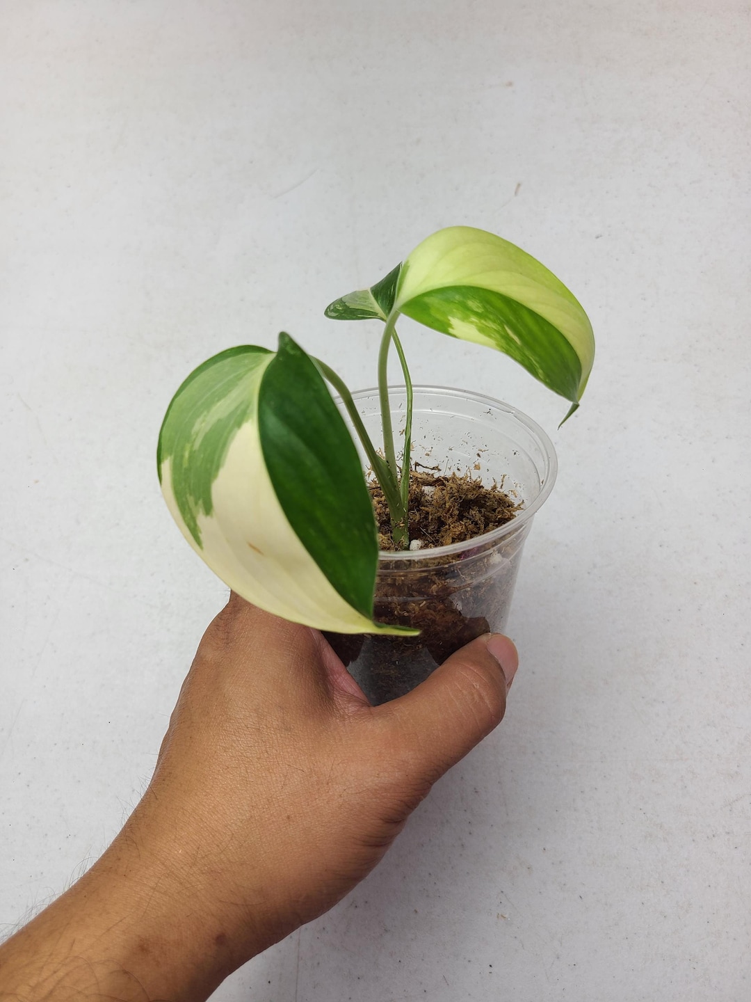 Scindapsus Hederaceus Variegated blue Albo Round Form - Etsy