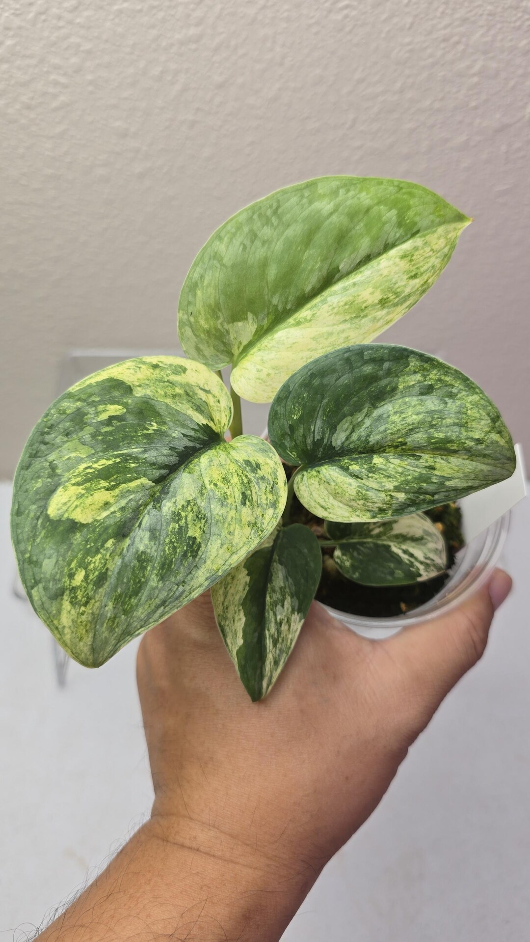 Scindapsus Halimoon - Etsy