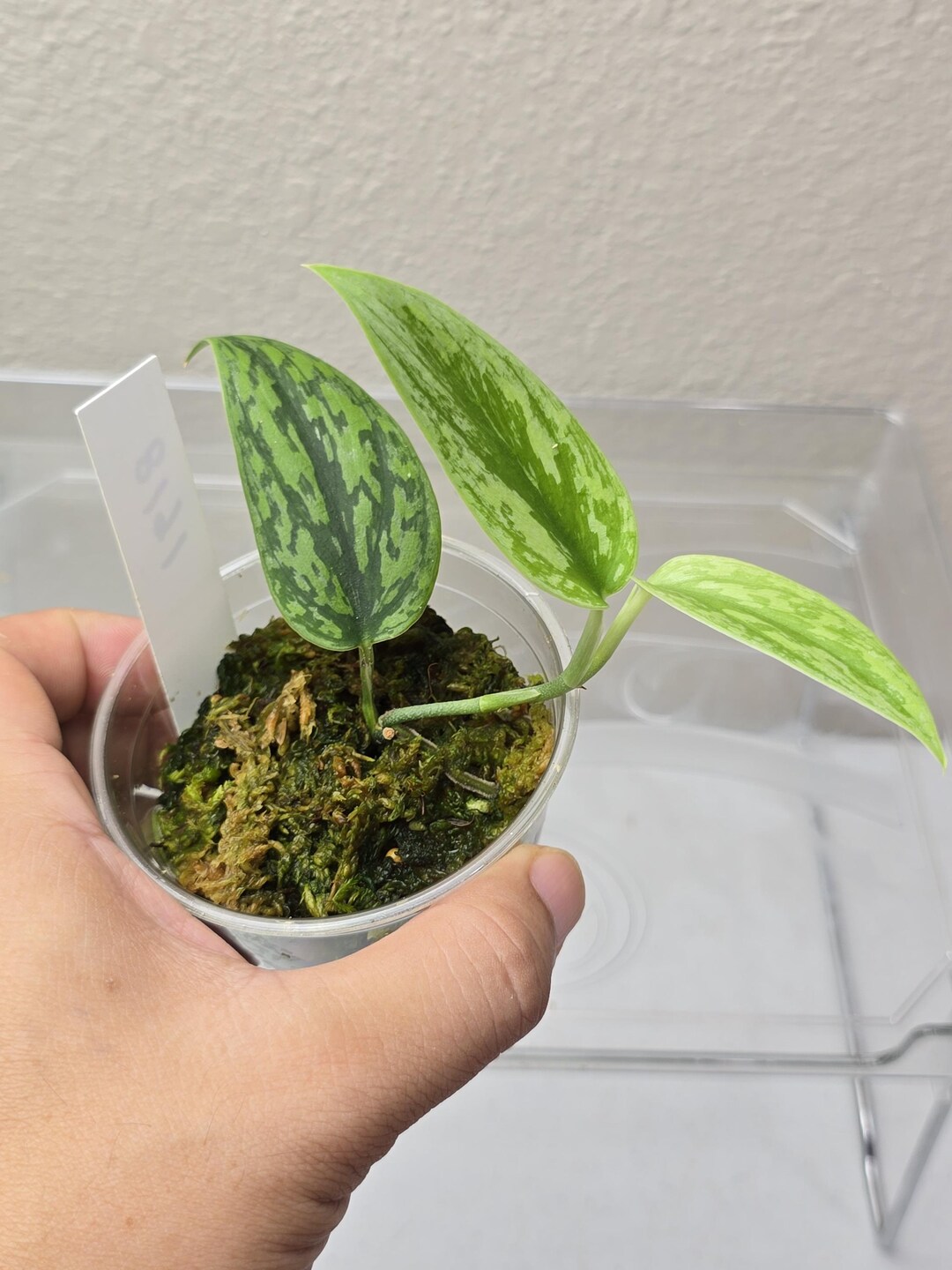 Scindapsus Army Green - Etsy