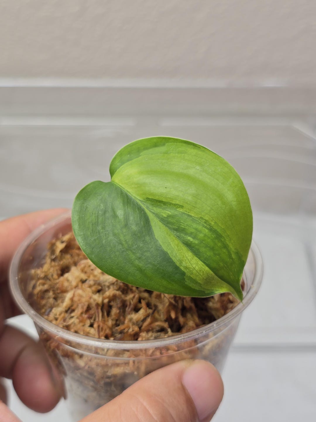 Scindapsus Hederaceus Variegated GOG - Etsy