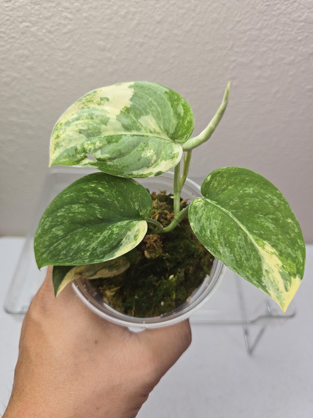 Scindapsus Mangurai - Etsy