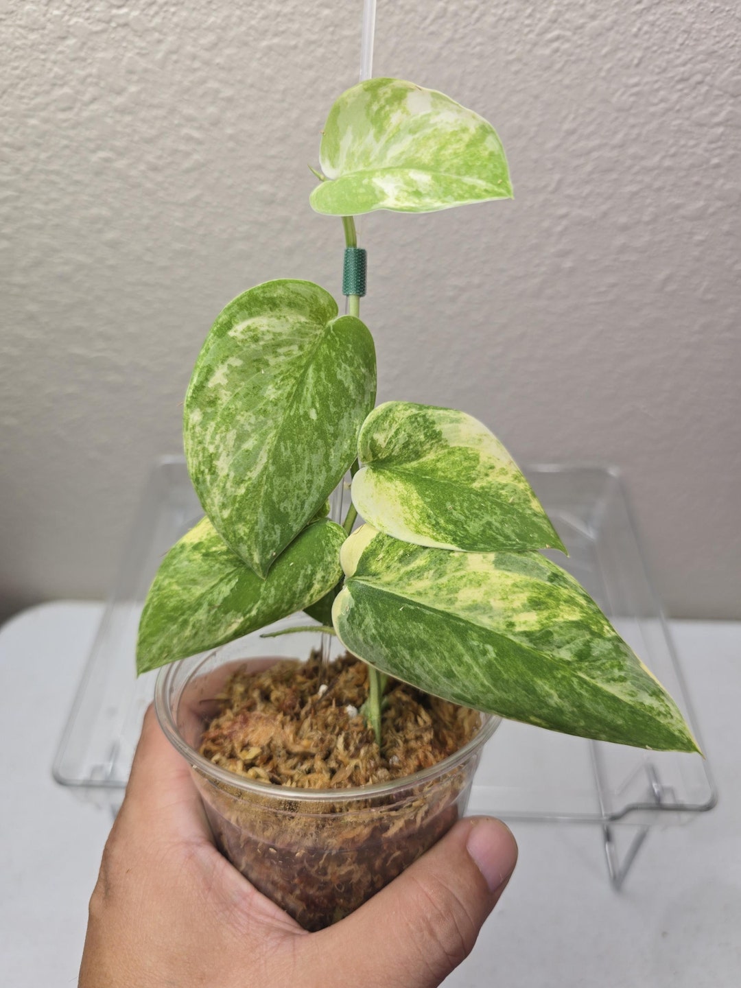 Scindapsus Mangurai - Etsy