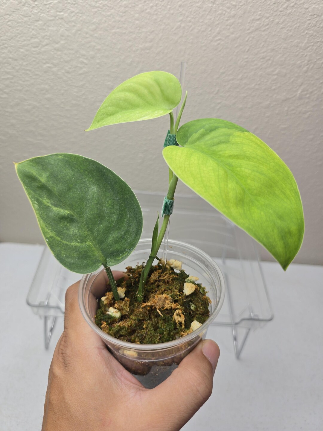 Scindapsus Jade Satin Green on Green Sp Sumatra Rare Find - Etsy