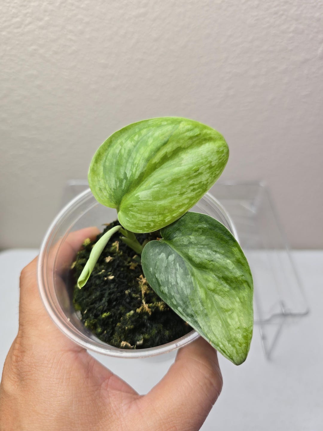 Scindapsus Osiris | Silver Cloud Variegated Variant - Etsy