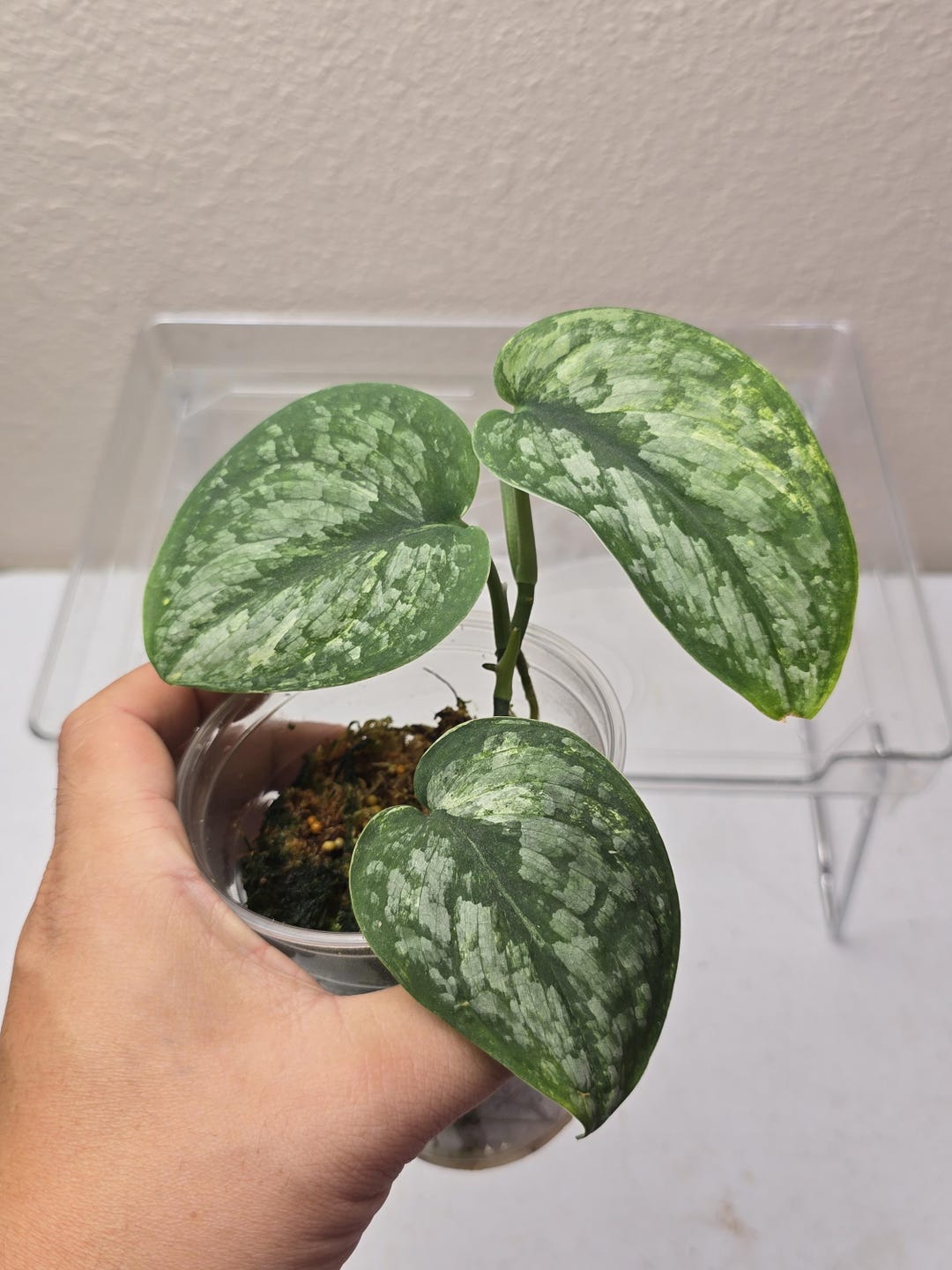 Scindapsus Dark Splash Variegated | Base Cut - Etsy