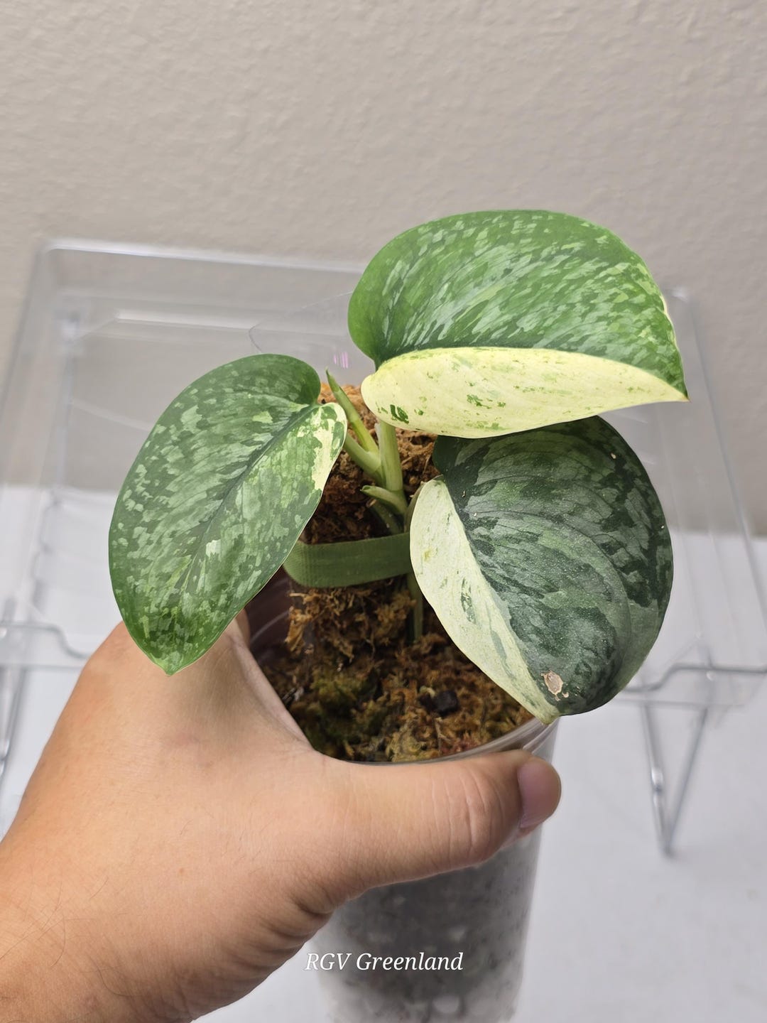 Scindapsus Dark Cloud - Etsy