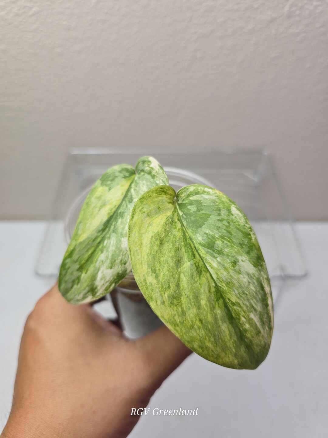 Scindapsus Exotica Aurea "prabu" - Etsy