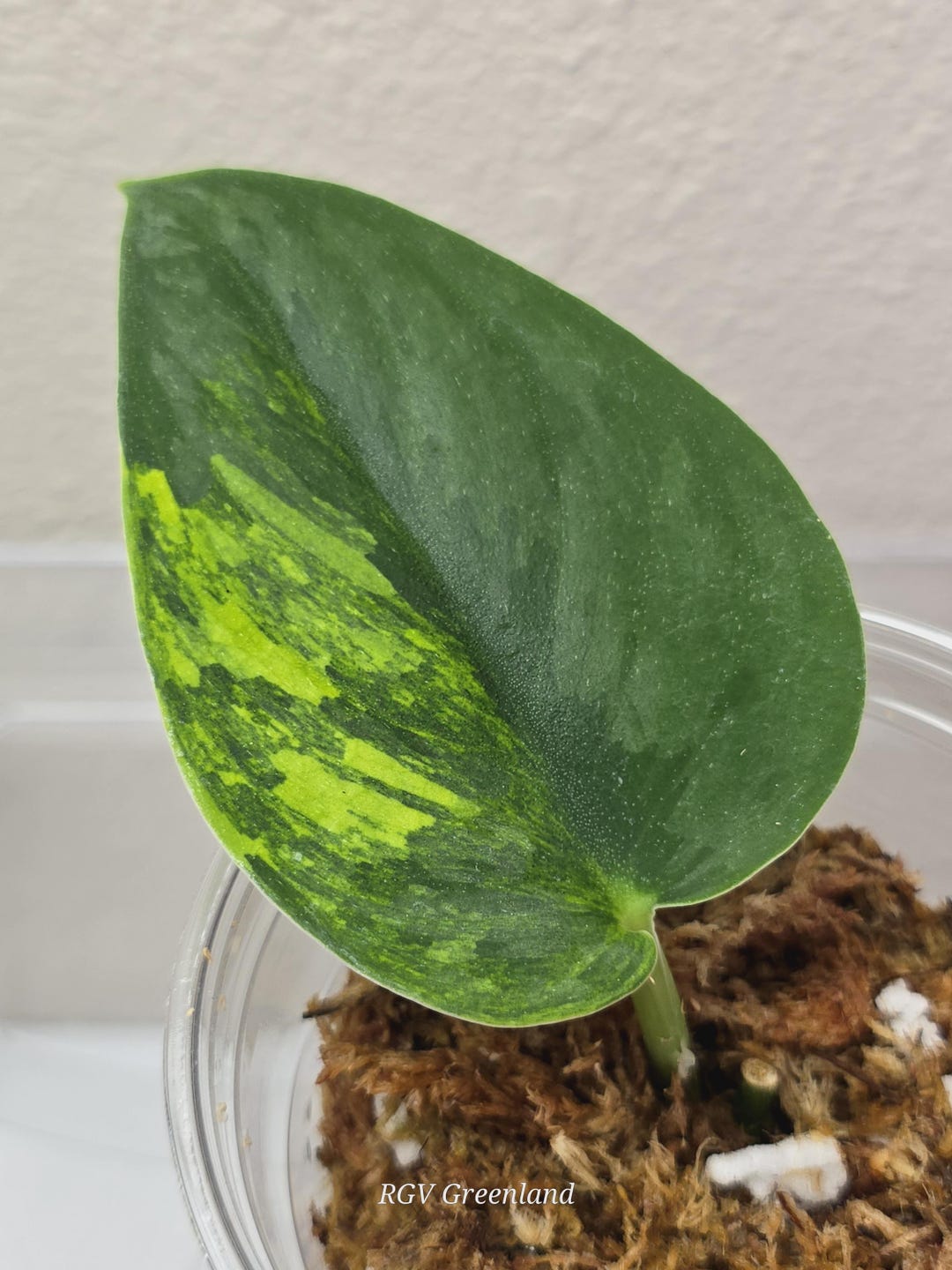 Scindapsus Exotica garawa Rare Find - Etsy