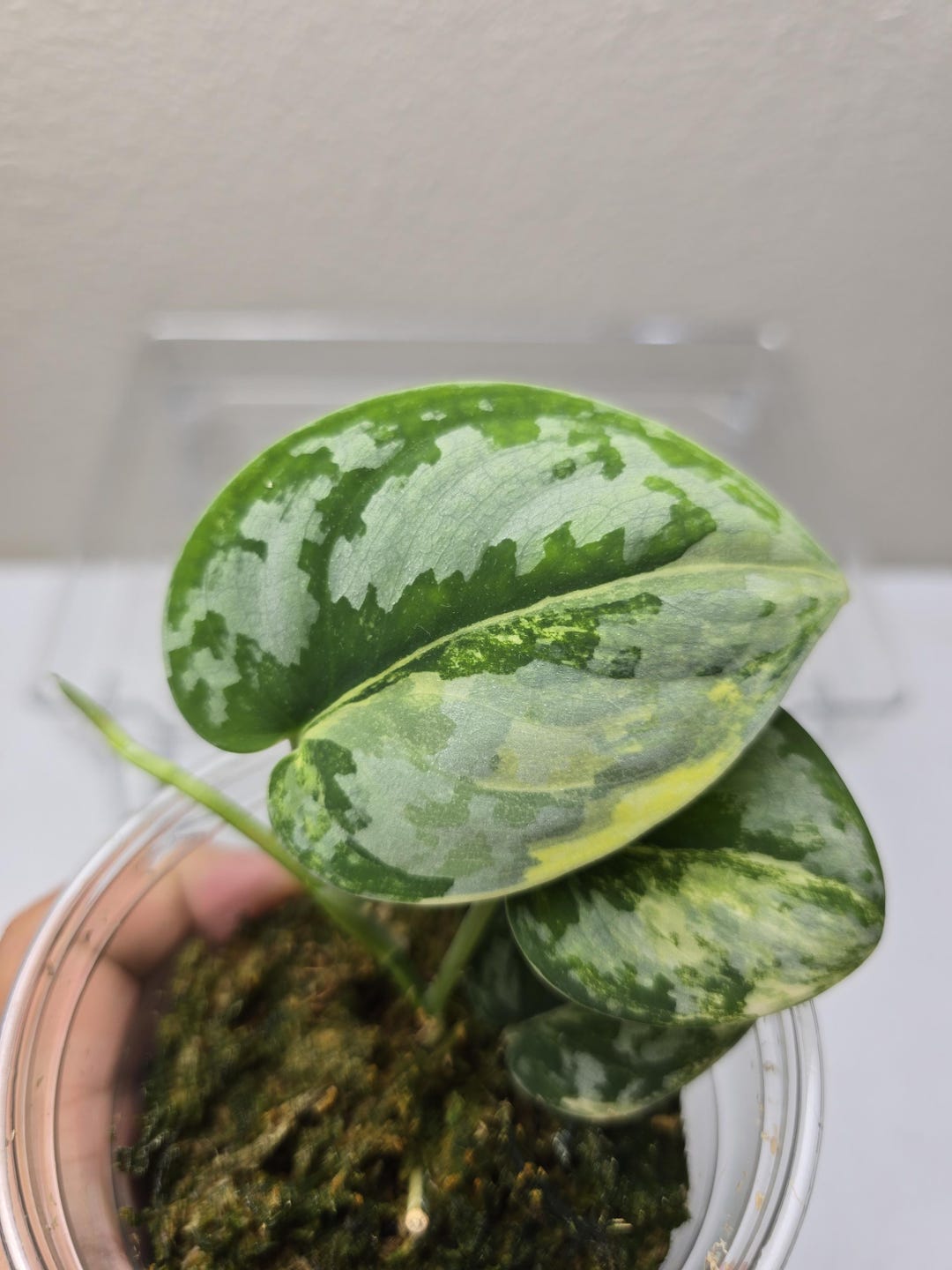 Scindapsus Bakudapati - Etsy