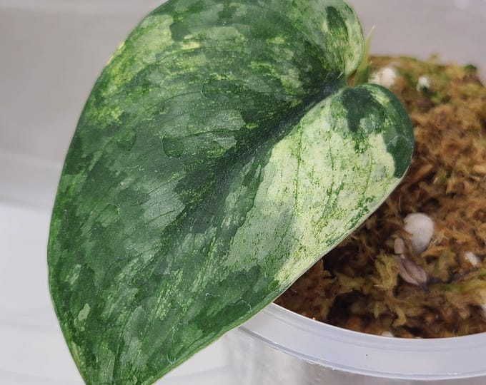 Scindapsus Dark Cloud - Etsy