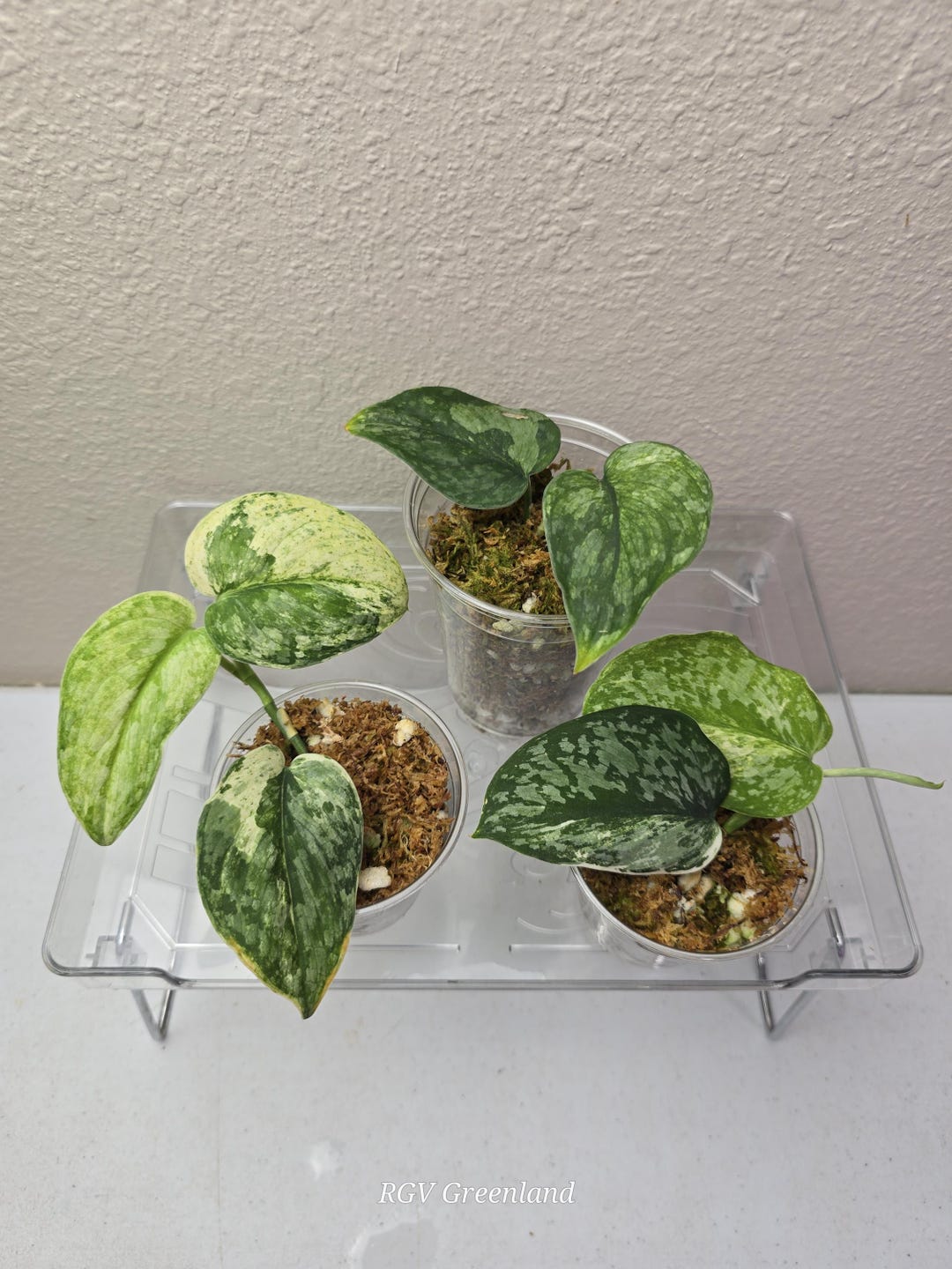 Scindapsus Bundle | Halimoon + Exotica Variegated + Silver Splash ...