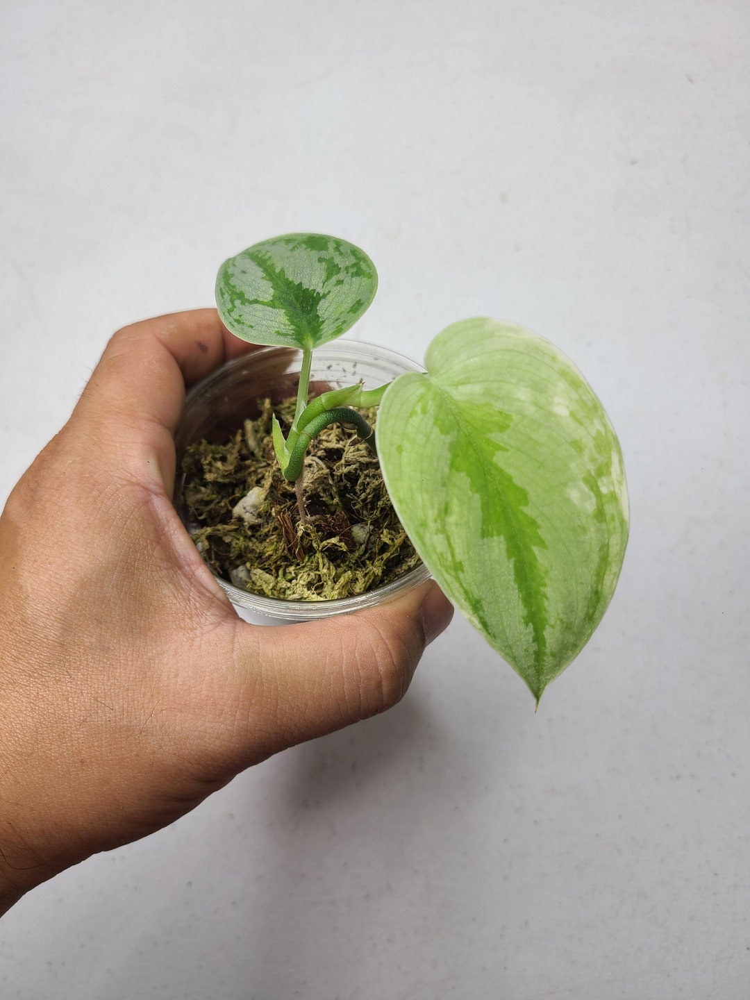 Scindapsus Sparkling Borneo Variegated Rare Find - Etsy