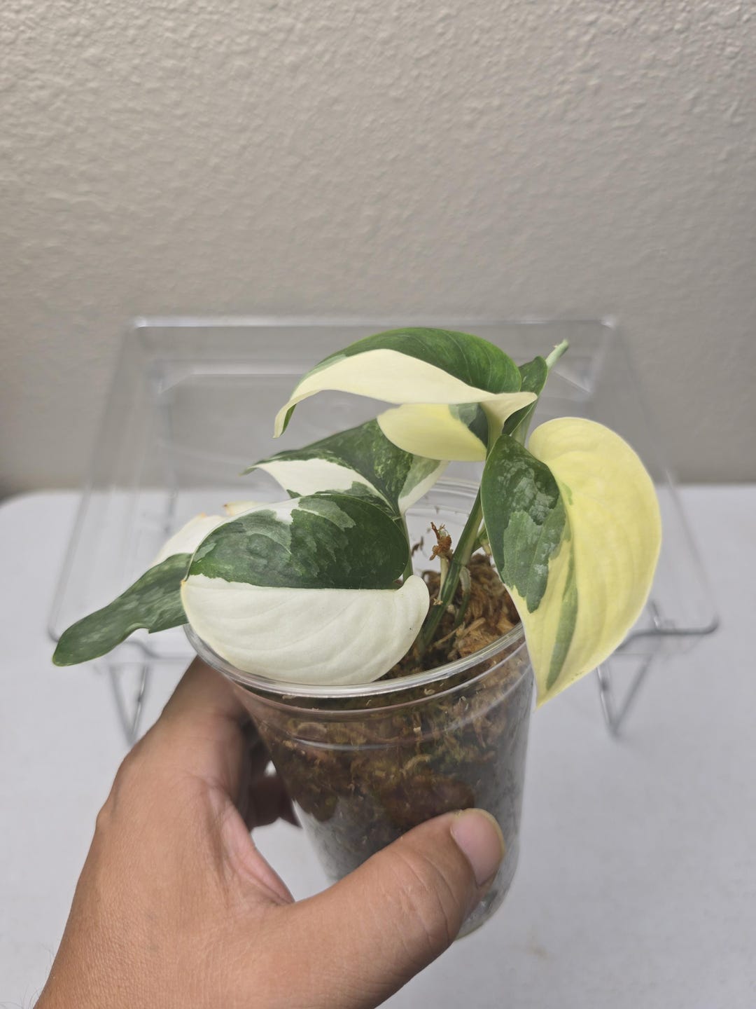 Scindapsus Dark Splash Variegated Albo | Rare Find - Etsy