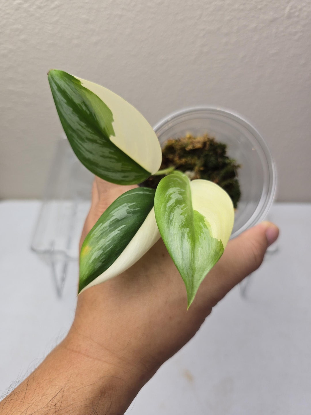 Scindapsus Officinalis Variegated Rare Find - Etsy