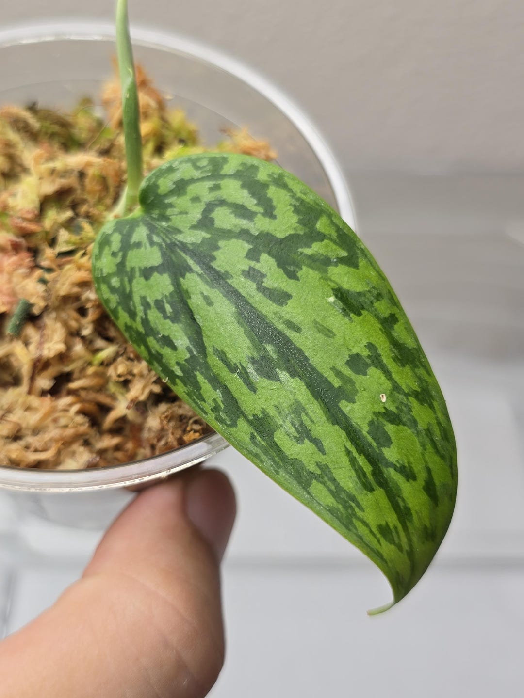 Scindapsus Army Green - Etsy