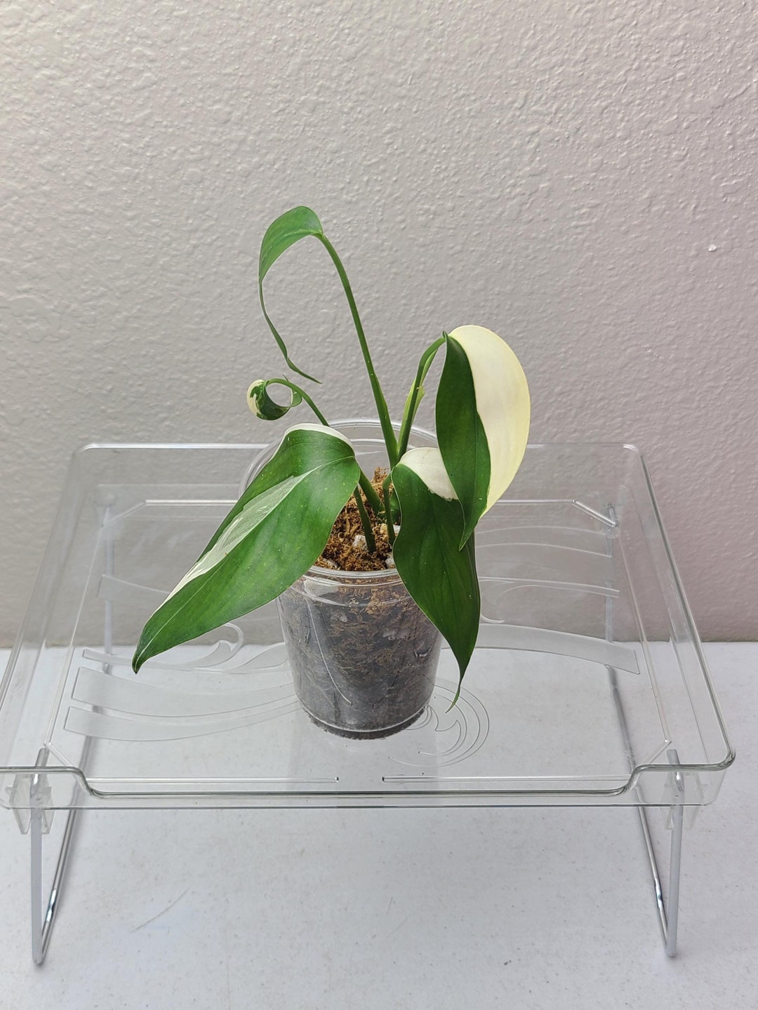 Scindapsus Hederaceus Variegated or Blue Albo Round Form - Etsy