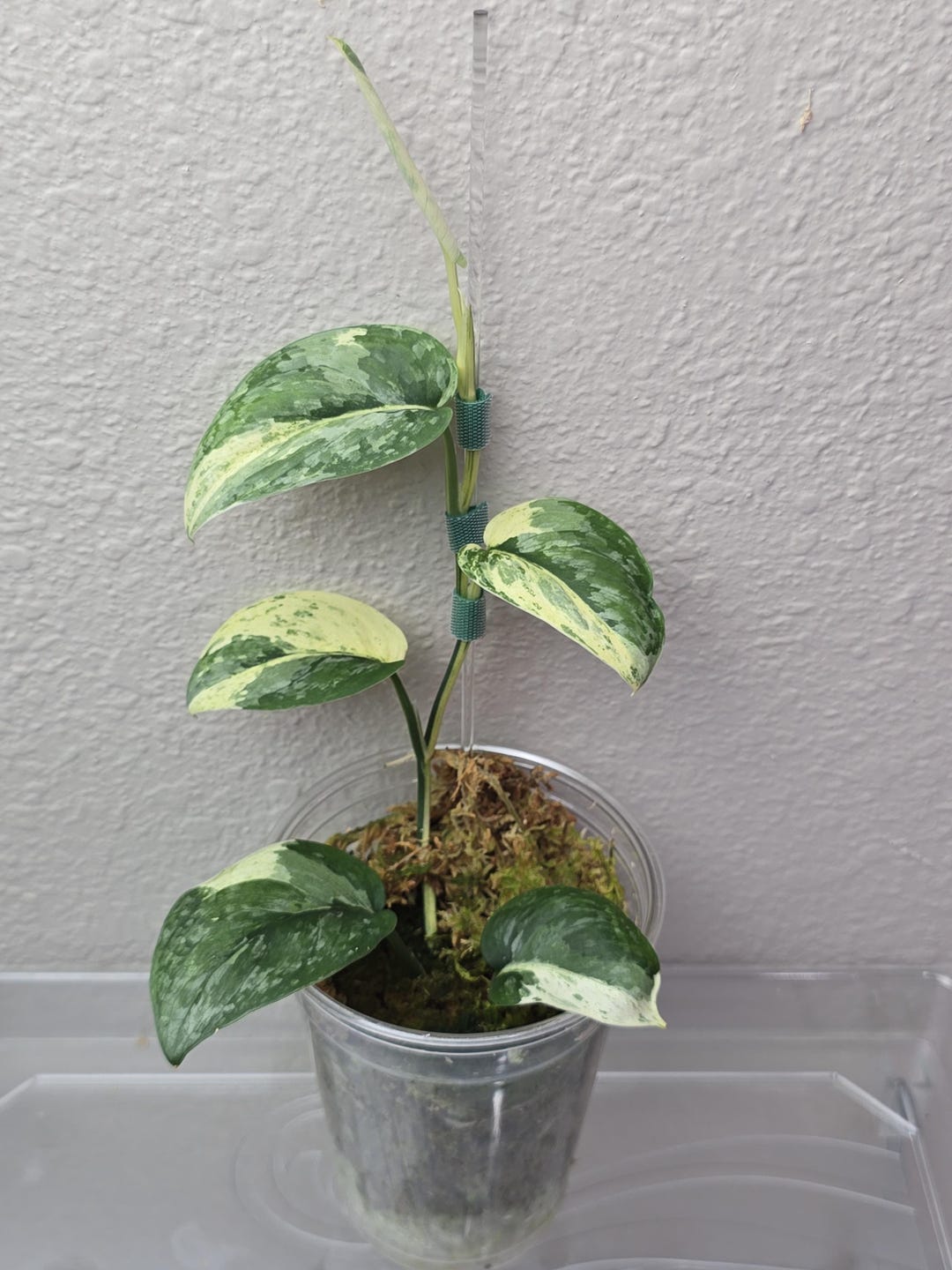 Scindapsus Salamount - Etsy