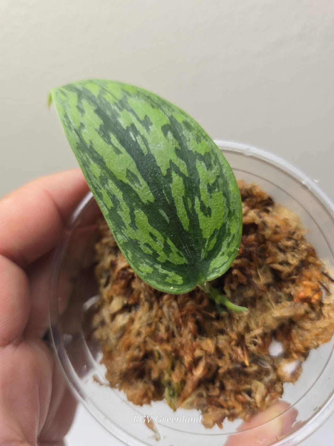 Scindapsus Green Army - Etsy