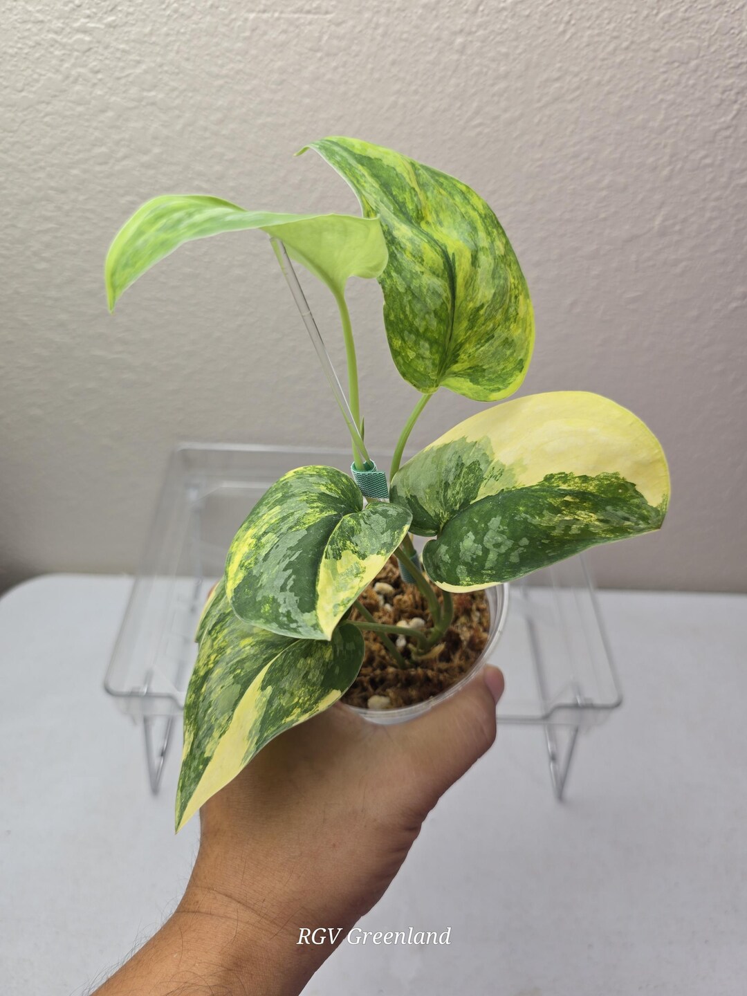Scindapsus Exotica Aurea Variegated swarnabhumi - Etsy