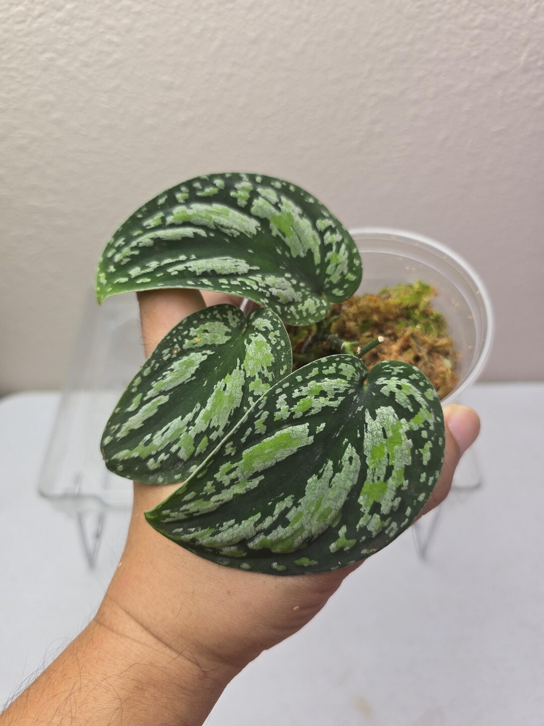 Scindapsus Tricolor Dark Base Cut - Etsy