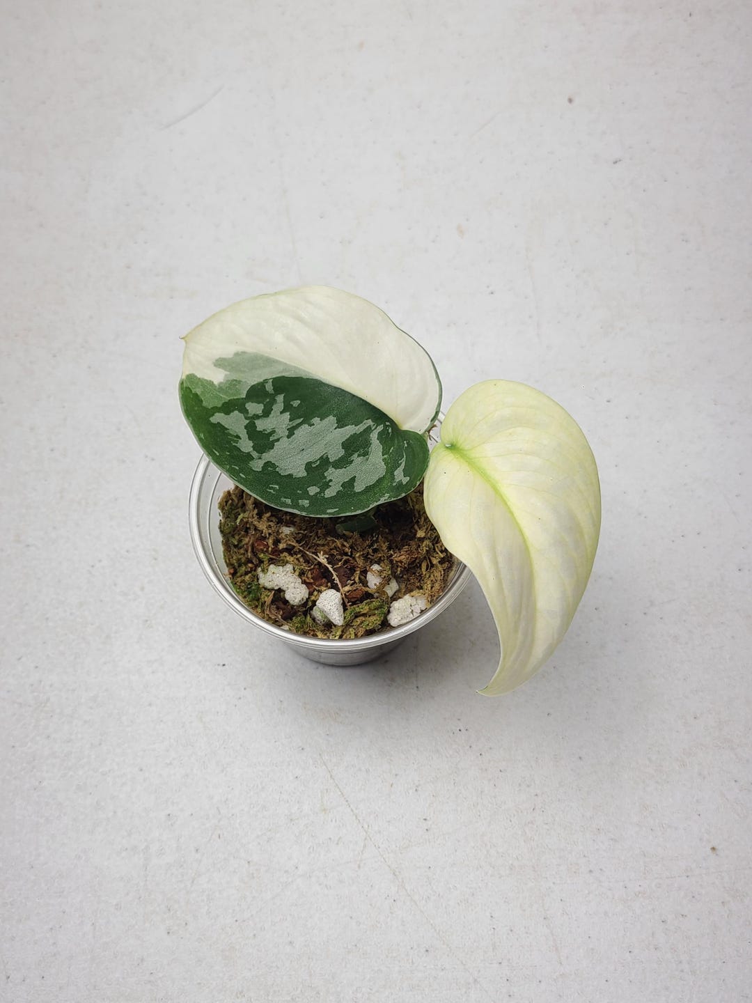 Scindapsus Simbara - Etsy