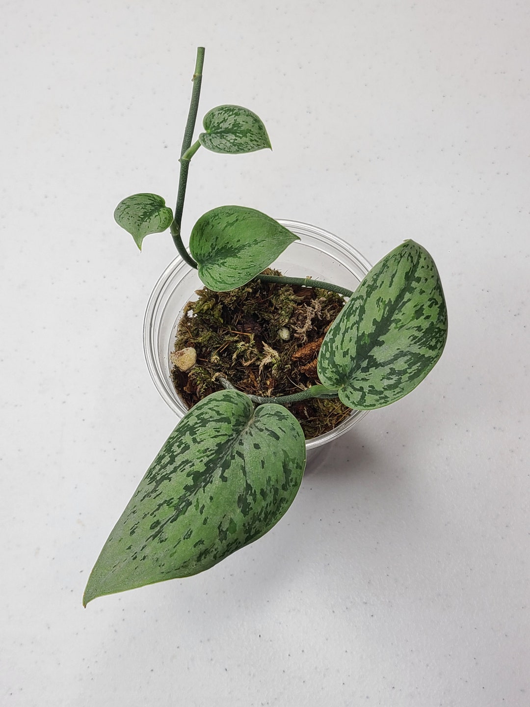 Scindapsus Silver Army - Etsy