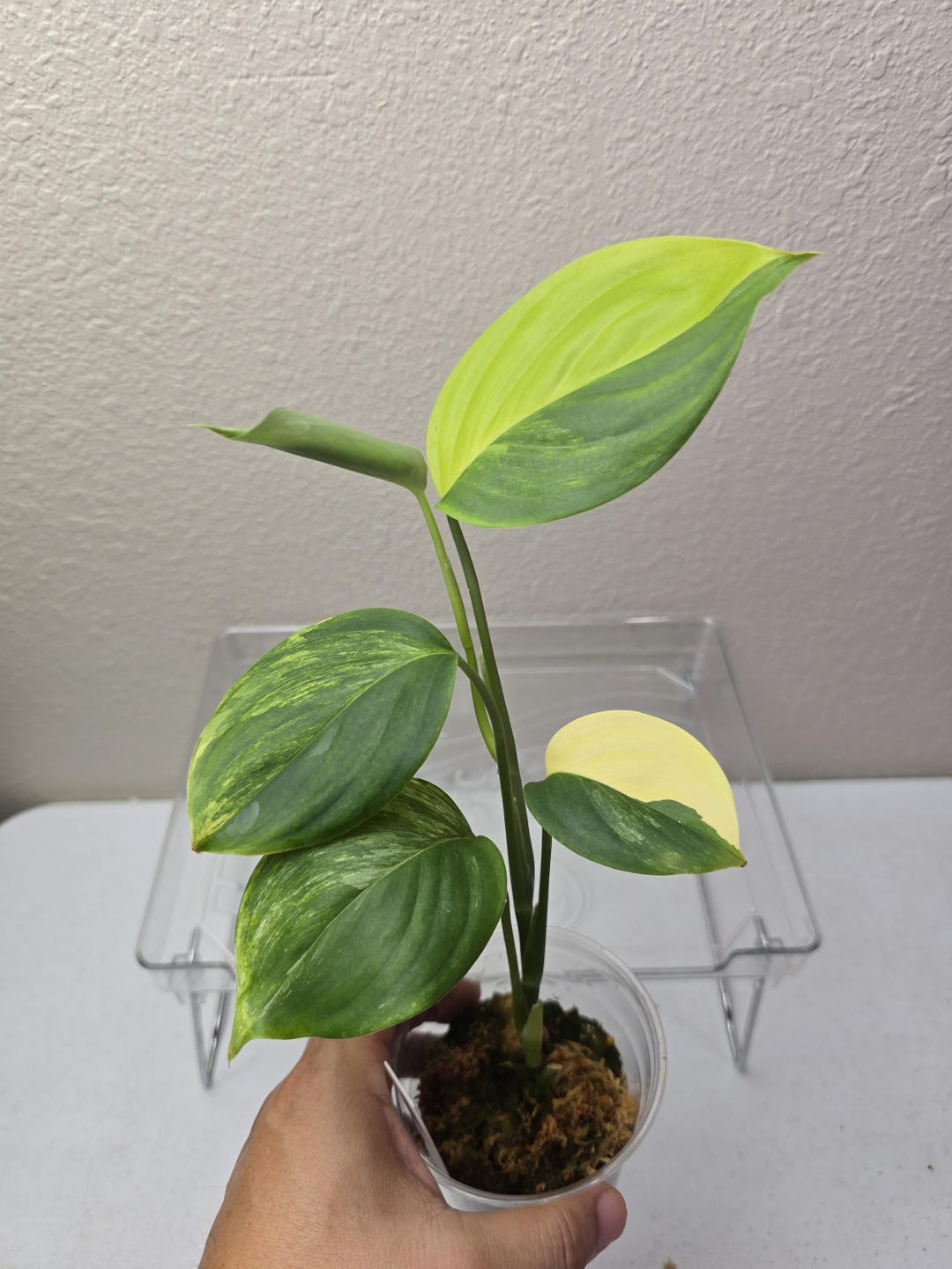 Scindapsus Hederaceus Variegated "blue Aurea Round Form" - Etsy