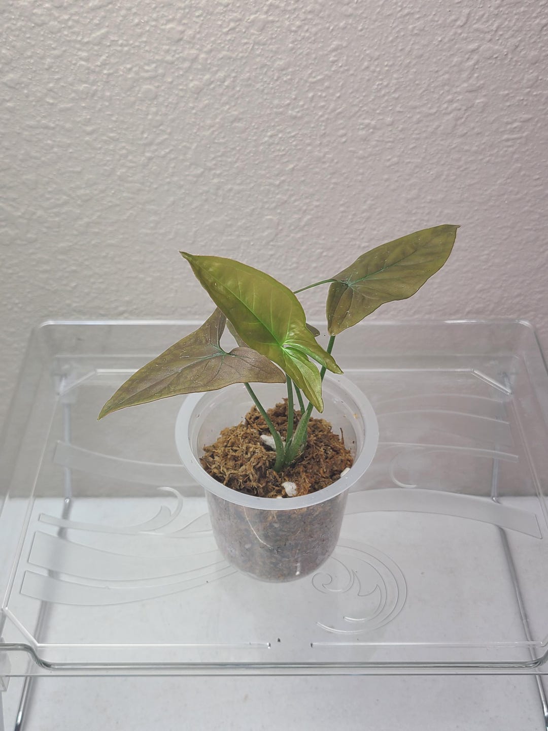 Syngonium Dark Purple Rare Find - Etsy