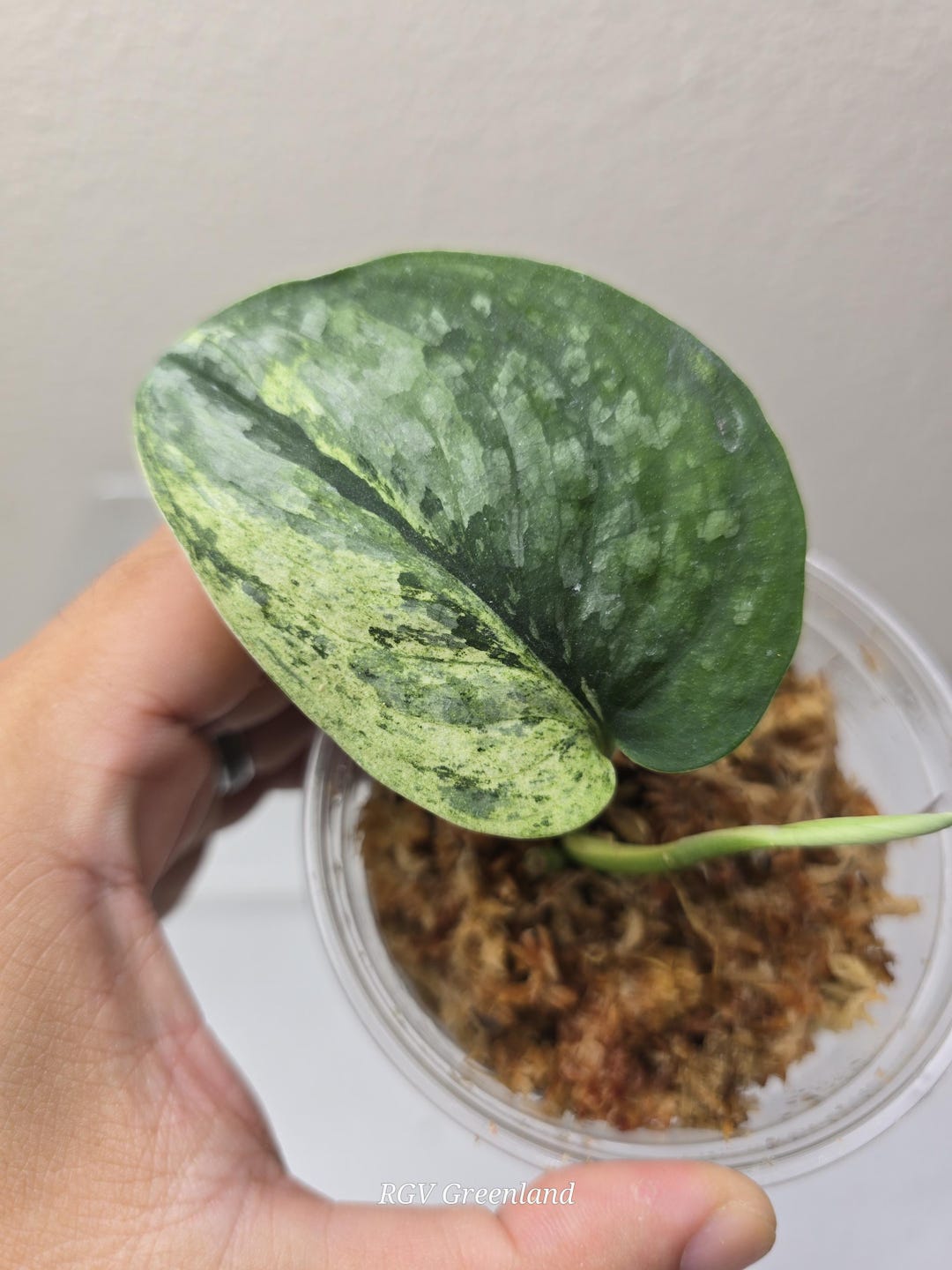 Scindapsus Dark Splash Variegated - Etsy