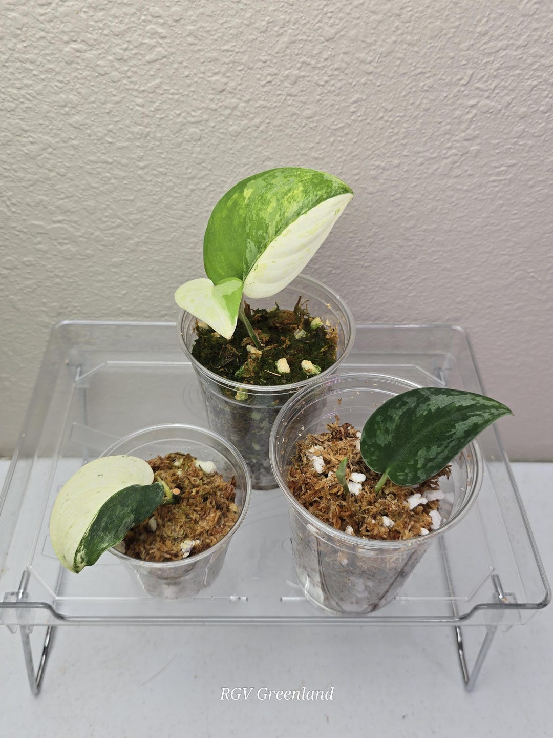 Scindapsus Bundle | Silver Splash Variant Albo + Silver Knight GOG ...