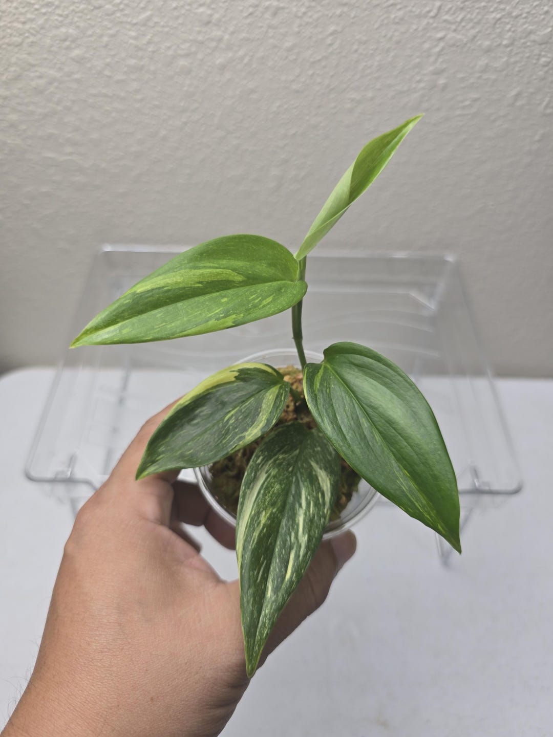 Scindapsus Hederaceus Variegated Aurea | Rare Find - Etsy