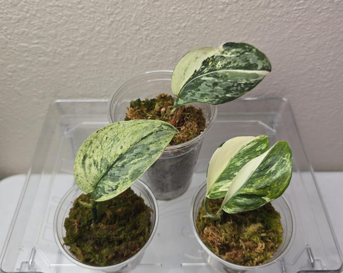 Scindapsus Bundle | Halimoon + Treubii Variegated + Exotica Variegated ...