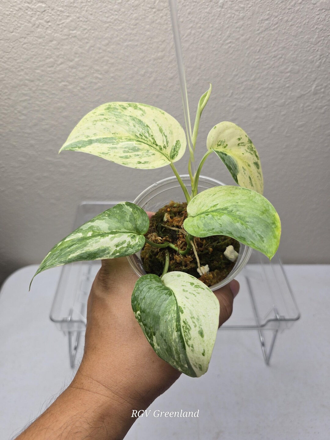 Scindapsus Silver Cloud Variegated Albo - Etsy