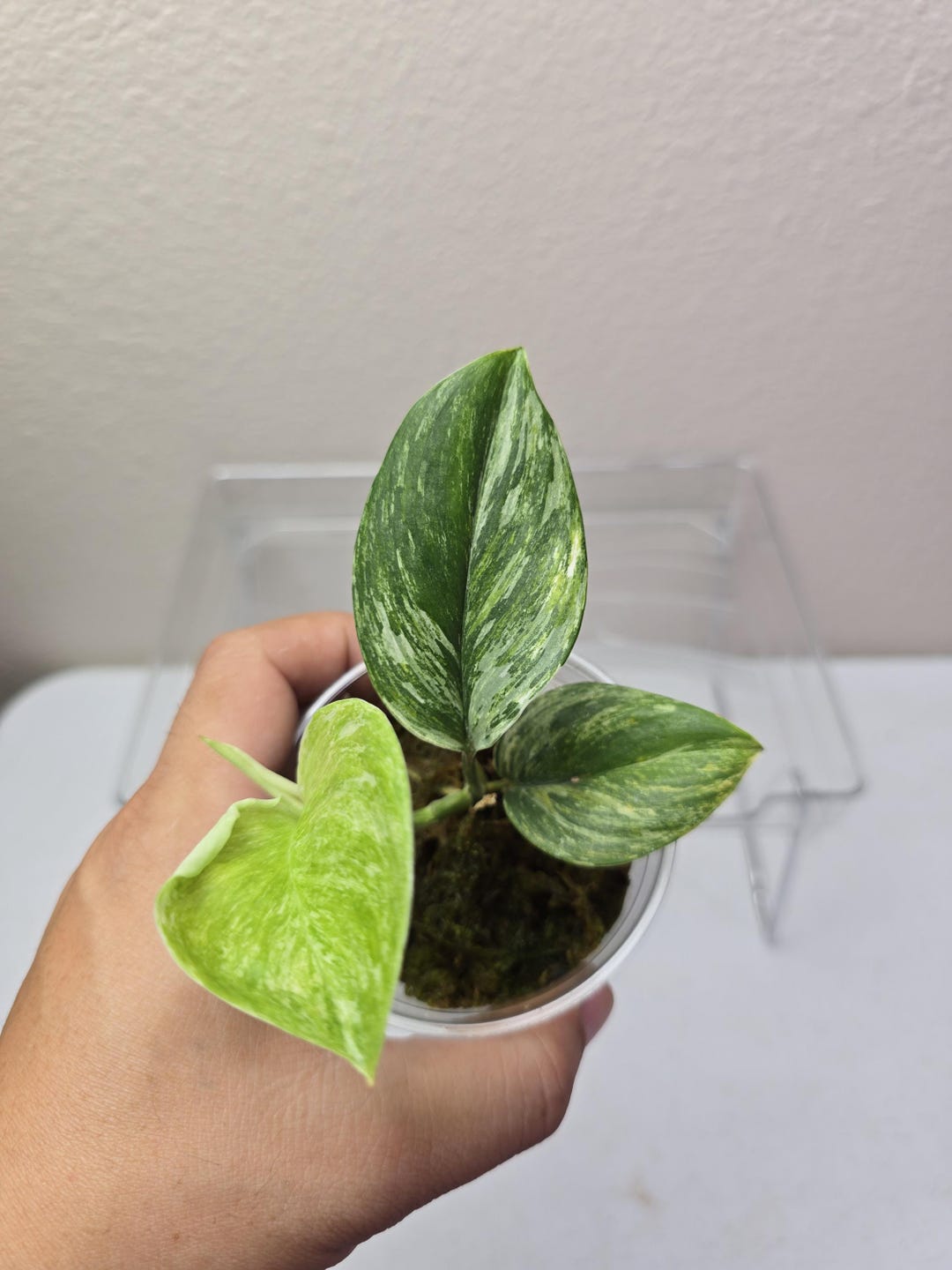 Scindapsus Treubii Variegated Tricolor - Etsy