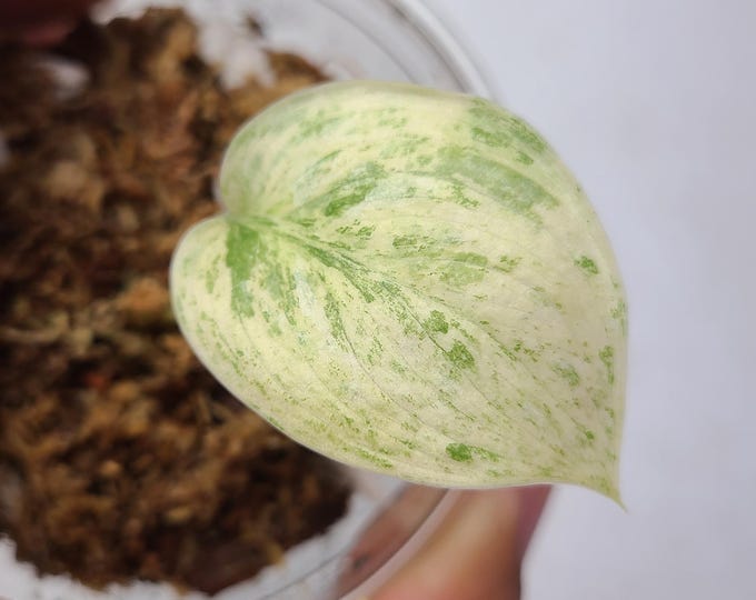 Scindapsus Peasun | Grown From a Node - Etsy