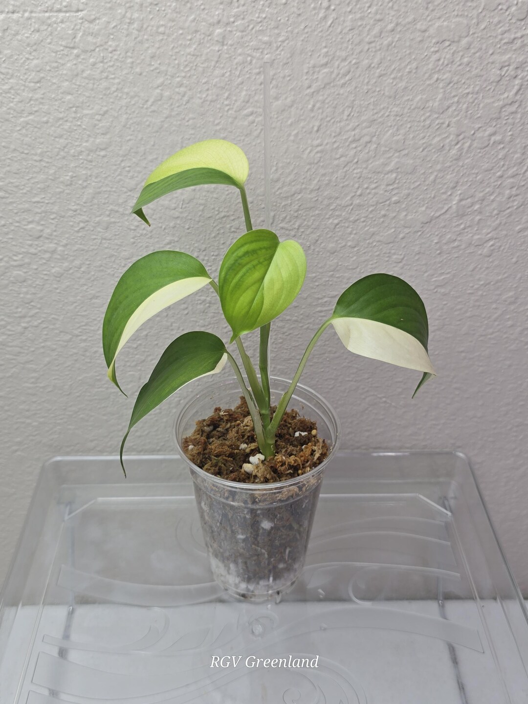 Scindapsus Hederaceus Variegated Blue Albo Round Form - Etsy
