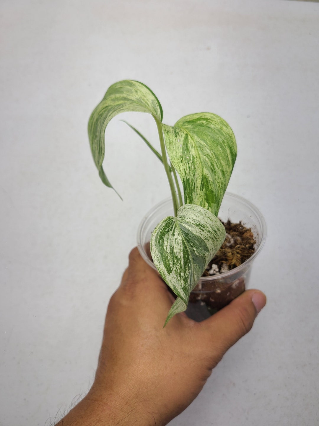 Scindapsus Hederaceus Variegated Marble Blue Albo Salaka - Etsy