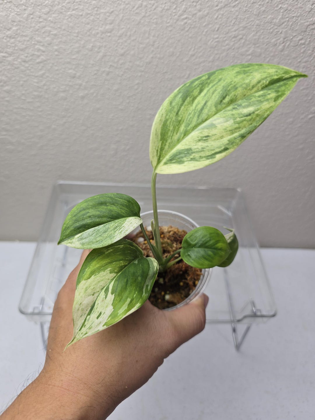 Scindapsus Hederaceus Variegated blue Albo Salaka - Etsy