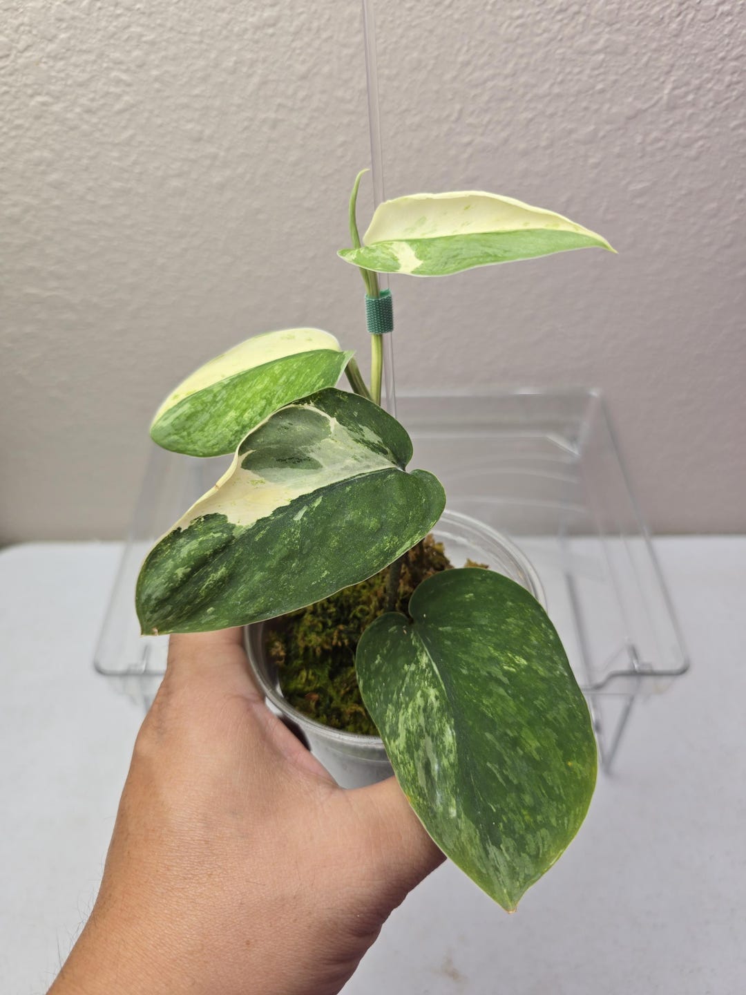 Scindapsus Silver Splash Variegated | Dark Form - Etsy