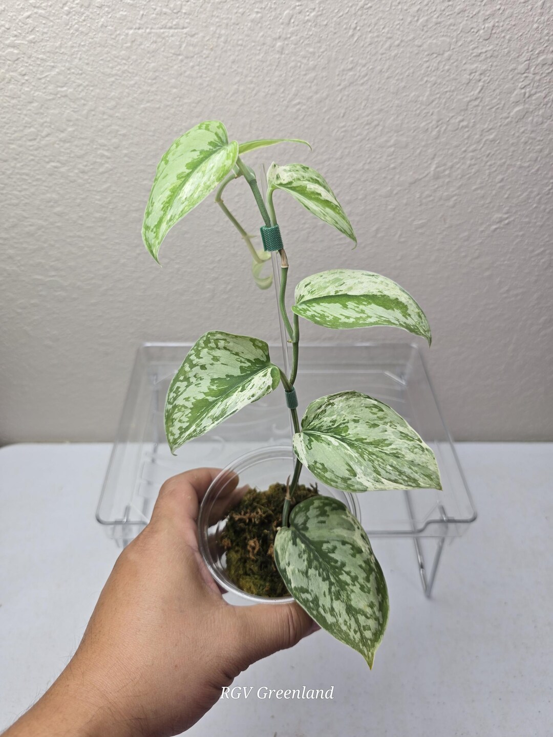 Scindapsus Peasun - Etsy