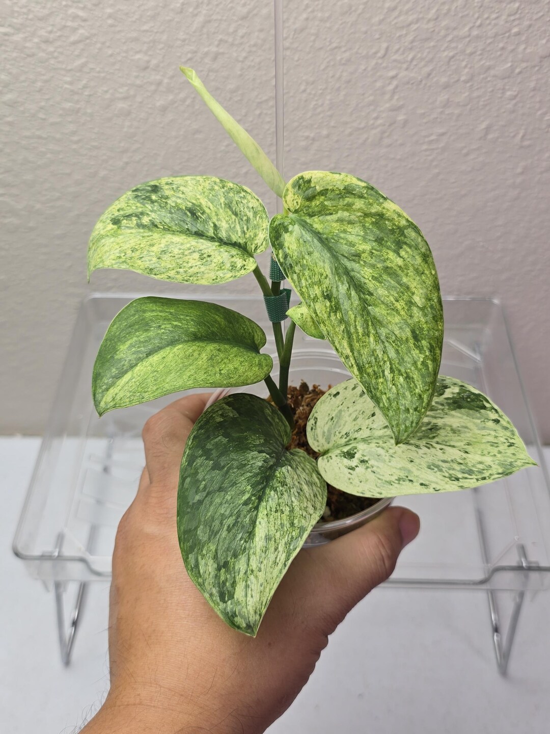 Scindapsus Halimoon - Etsy