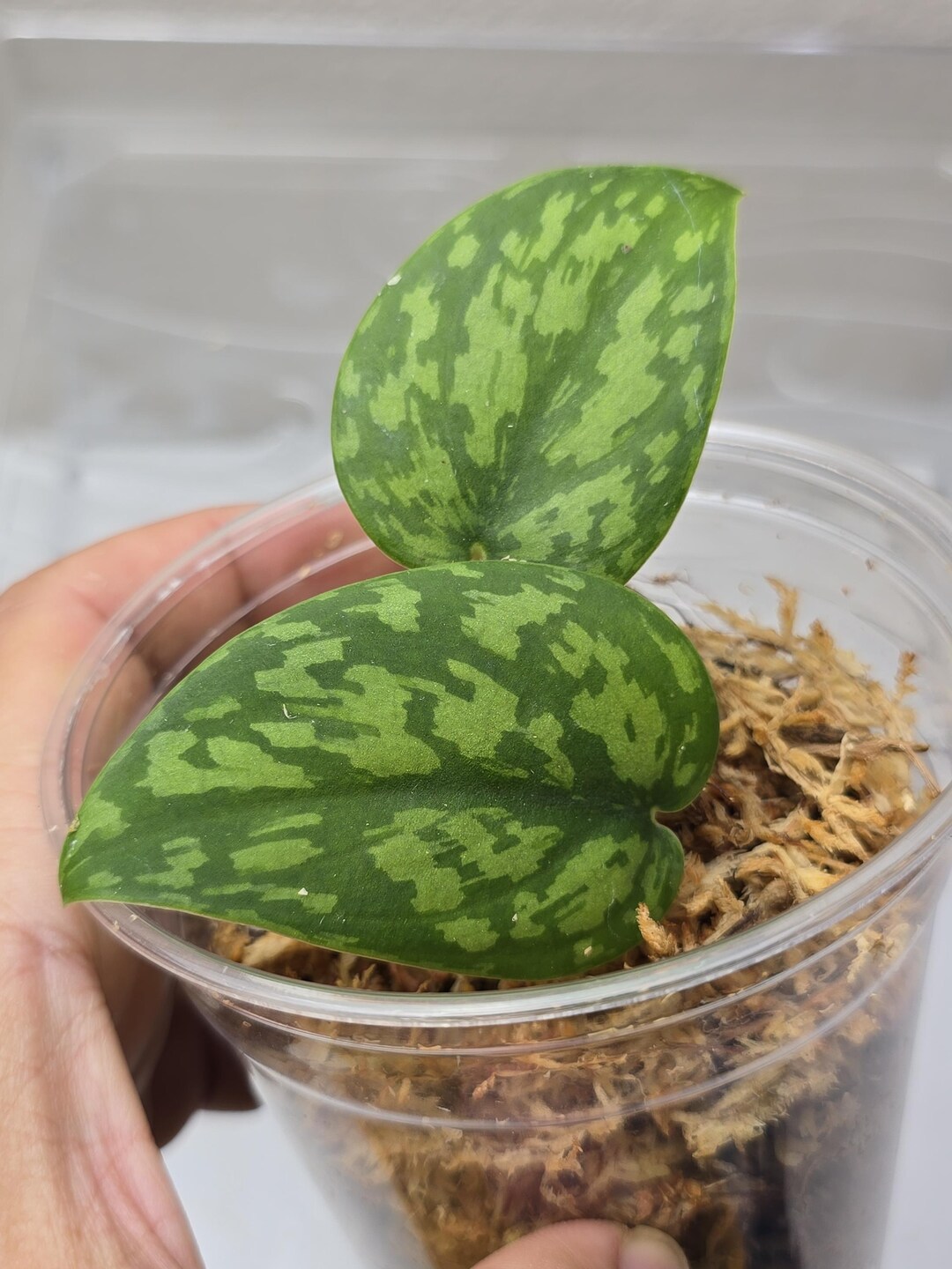 Scindapsus Army Green Base Cut - Etsy